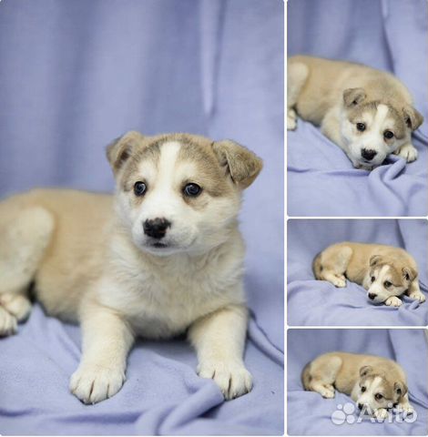 Умка щенок девочка в дар