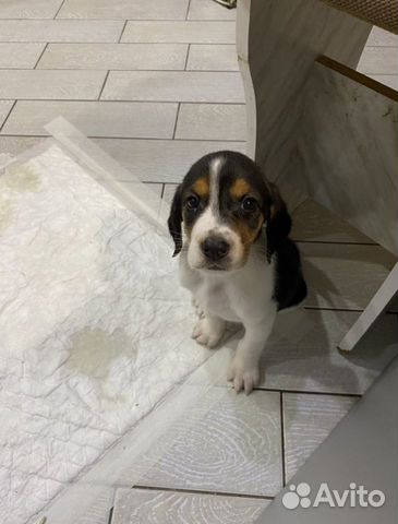 Щенок бигль