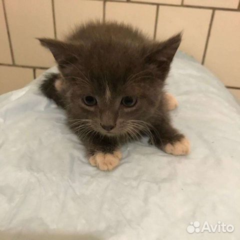 Карапузики пузики котята 1 мес Девочка