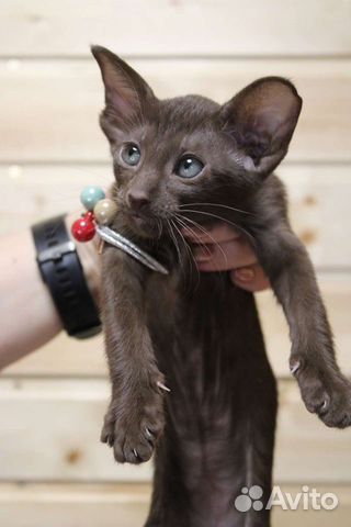 Ориентальные котята