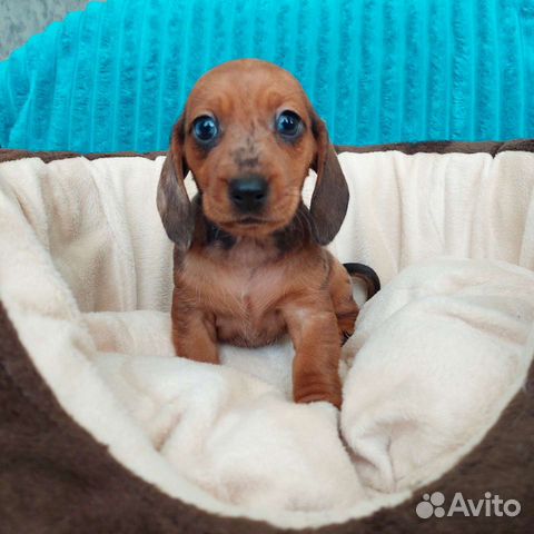 Карликовая такса девочка