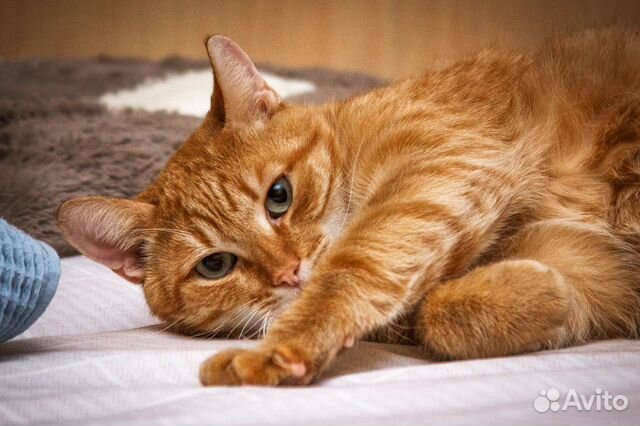 Нафаня ищет дом