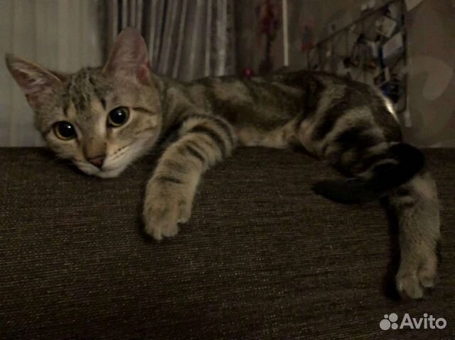 Мраморный котик, 6 мес