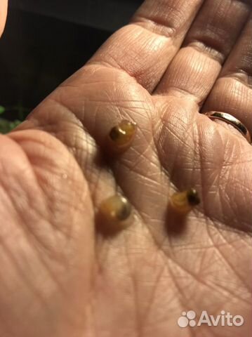 Улитки - малыши ампулярии