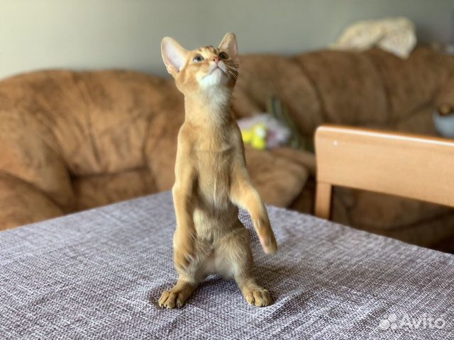 Абиссинский котенок, девочка, почти 3 мес
