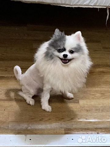 Померанский шпиц мальчик, бело-голубой