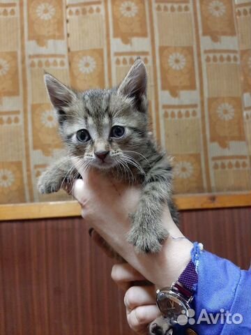 Усатик-полосатик,1,5 мес,ищет дом