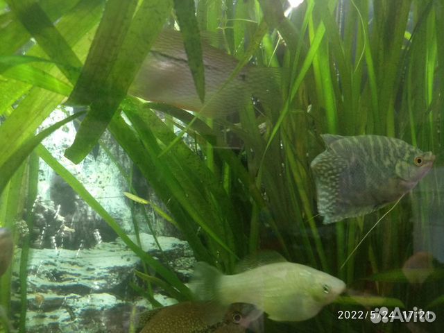 Гурами Мраморные, Жемчужные, Сиамские Водорослееды