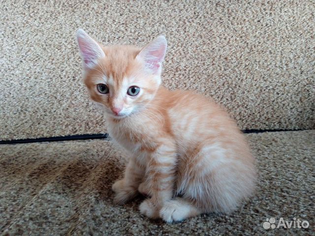 Отдам котёнка-девочку