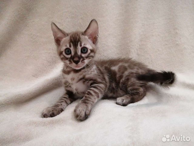 Бенгальские котята