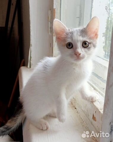 Котенок