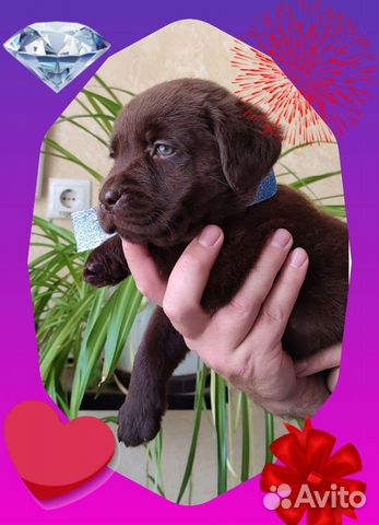Щенки лабрадора шоколадные угольки