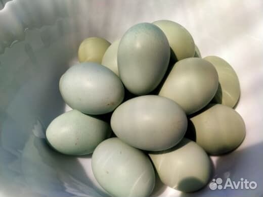 Зелёные яйца Ухейилюй Лакеданзи