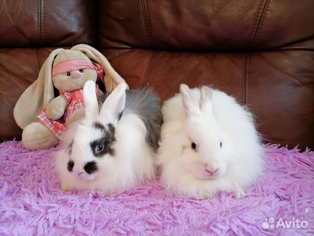 Декоративные кролики