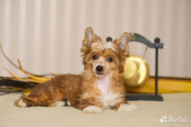 Яркий пуховый рыжик