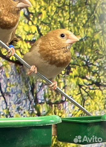 Японские амадины