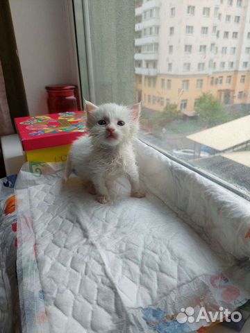 Котенок мальчик