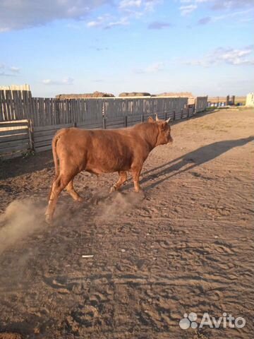 Быки на племя