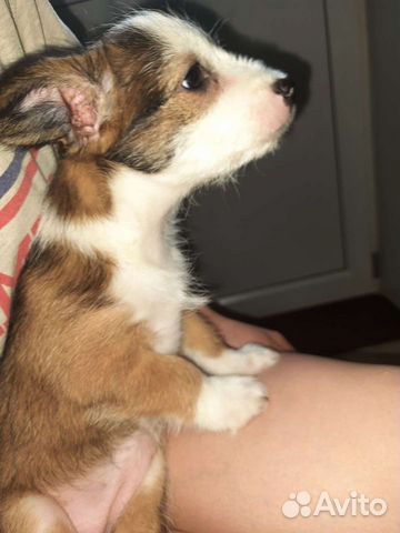 Щенок джек рассел бесплатно