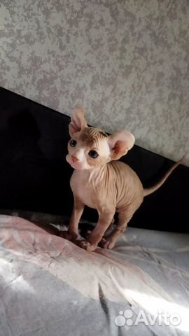 Канадский сфинкс