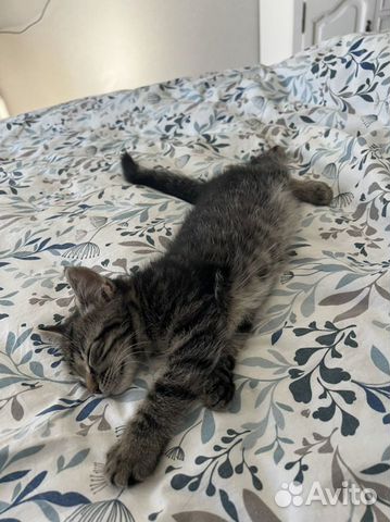 Котенок мраморный Боб