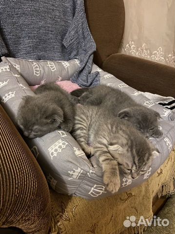 Британские вислоухие котята