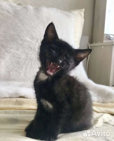 Котенок в добрые руки