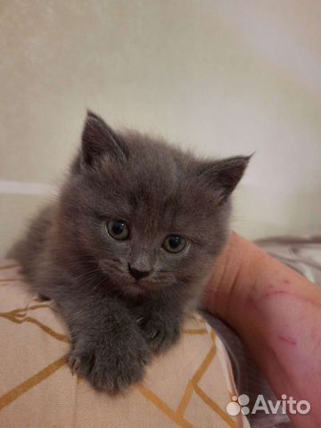 Котенок нибелунг