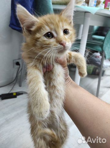 Котенок в добрые руки, здоровый,очень красивый