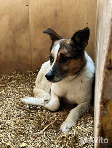 Малышке Лане не выжить в приюте