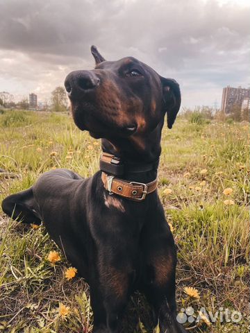 Собака