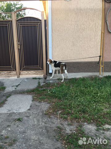 Собаки