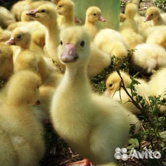 Муларды гуси лигда крупный серый