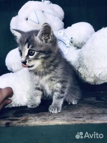 Котик