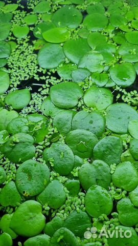 Лимнобиум плавающий