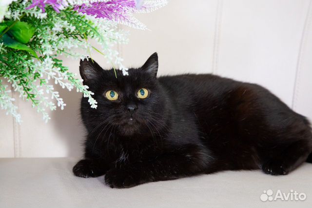 Варвара, наполовину британка