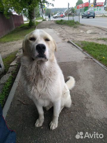 Отдам собаку