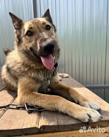 Собаки бесплатно