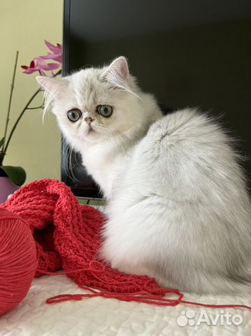 Персидская шиншилла котёнок