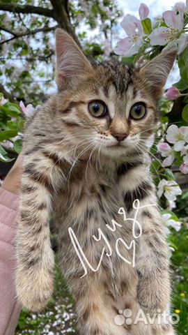 Трехцветный котенок в добрые руки