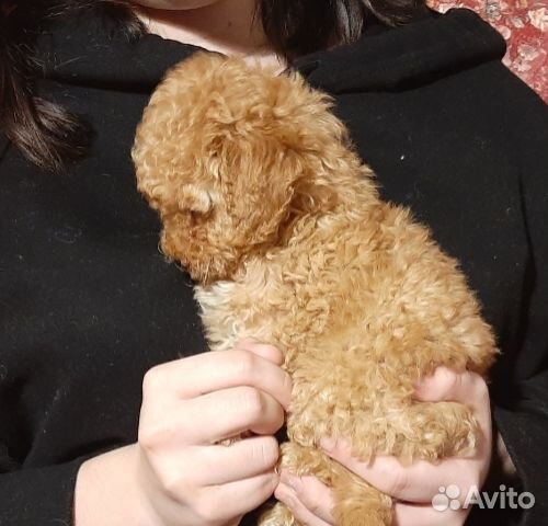 Мальтипу Мини пудели микро мини москвичи