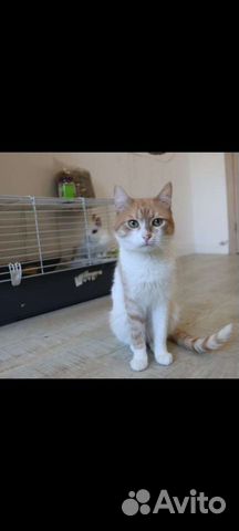 Подросший котенок мальчик