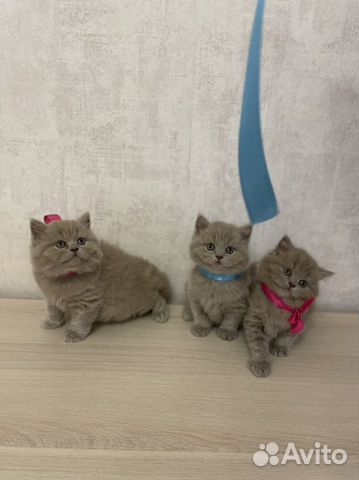 Котята британские лиловые