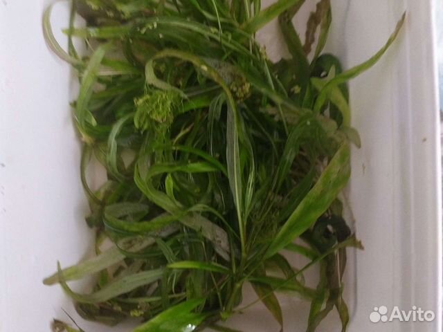 Валиснерия