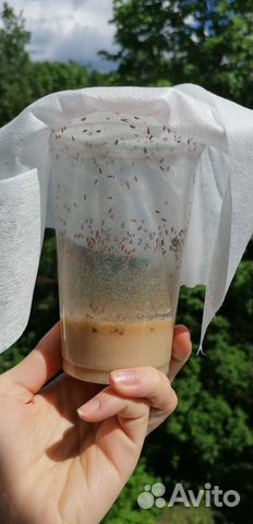 Кормовые мухи