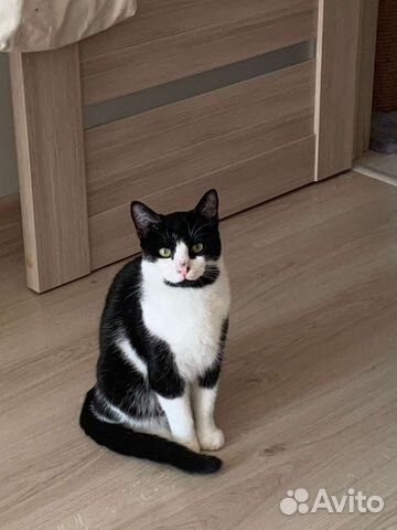 Котик ищет дом