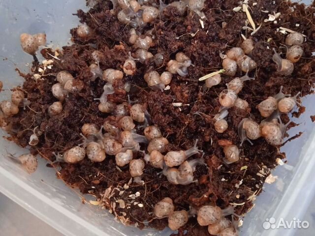 Улитки ахатины бесплатно