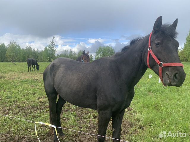 Продам лошадь