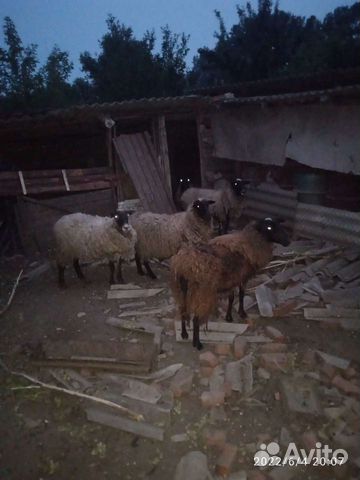 Баран