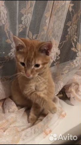 Котик (8-9 месяцев)